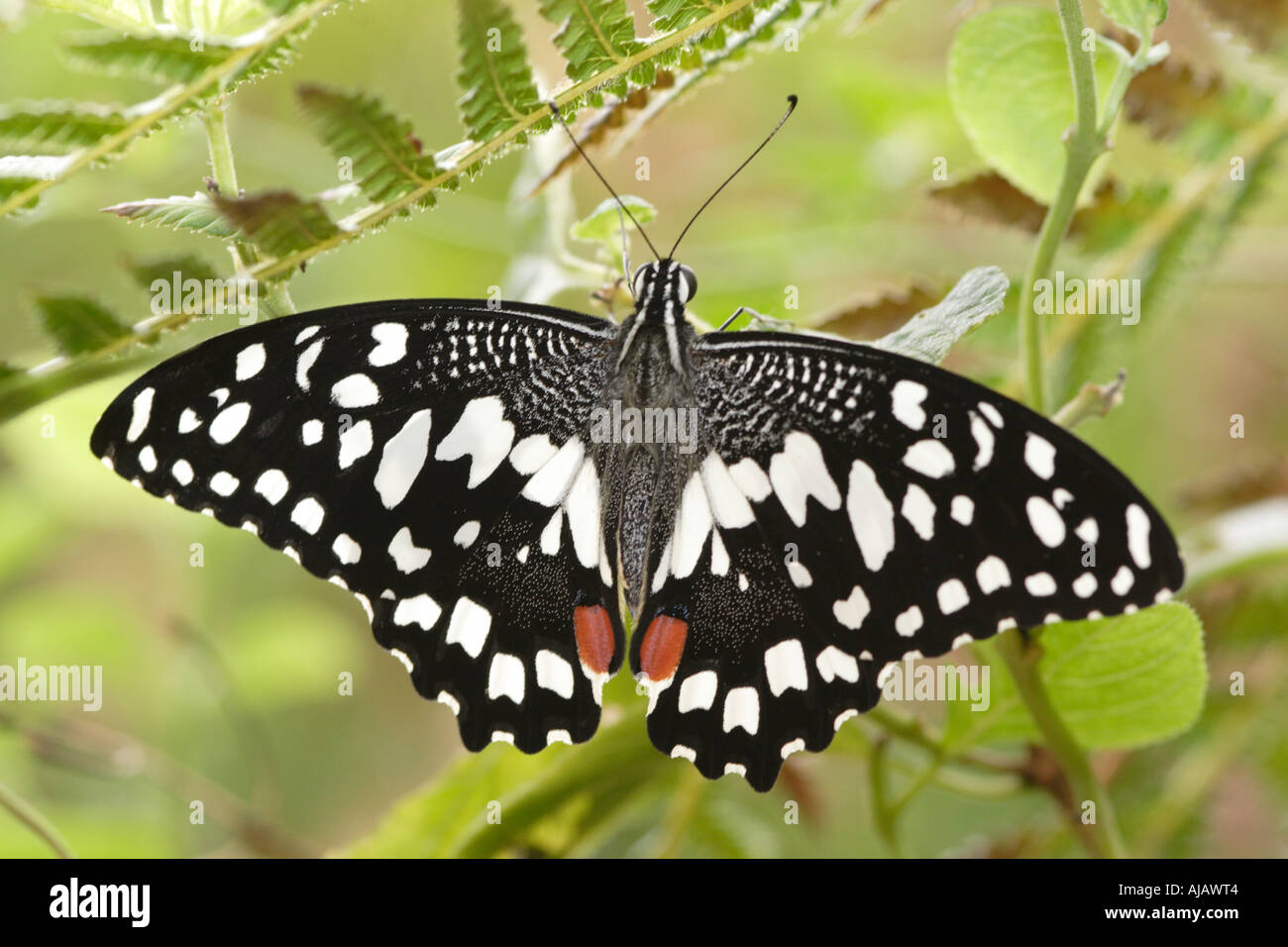 Lime Swallowtail, Papilio demoleus, UK, Europe Stock Photo - Alamy