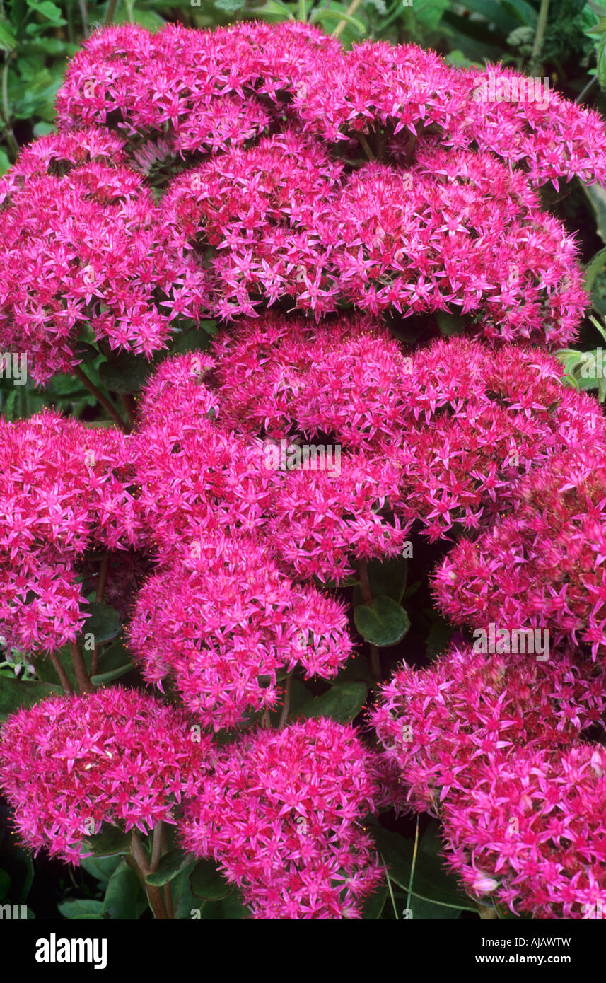 Sedum 'Carl' Stonecrop red flowers garden plant sedums Stock Photo - Alamy