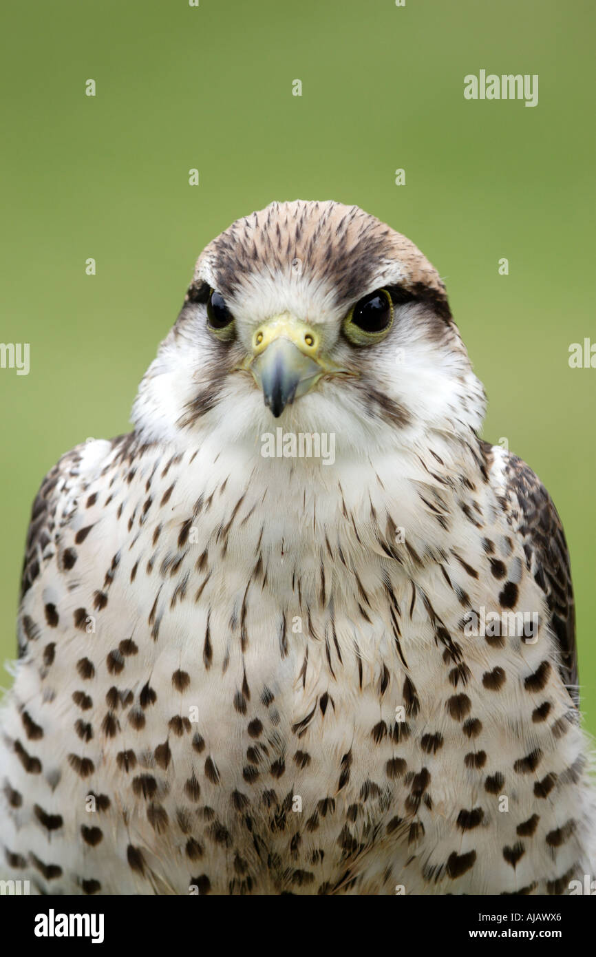 Lanner Falcon Falco biarmicus, UK, Europe Stock Photo - Alamy