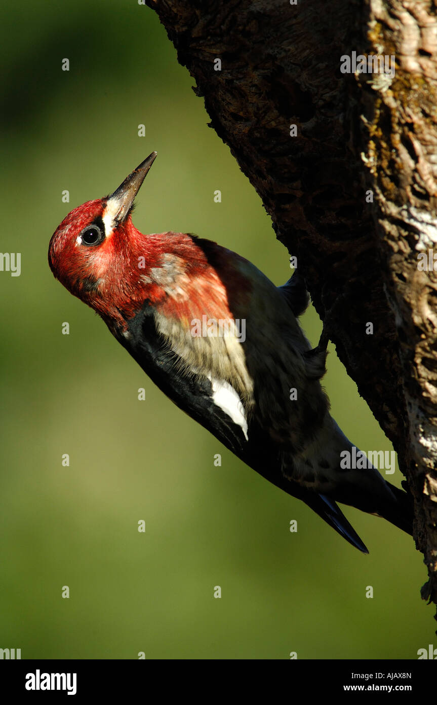 Red breasted sapsuckers hi-res stock photography and images - Alamy