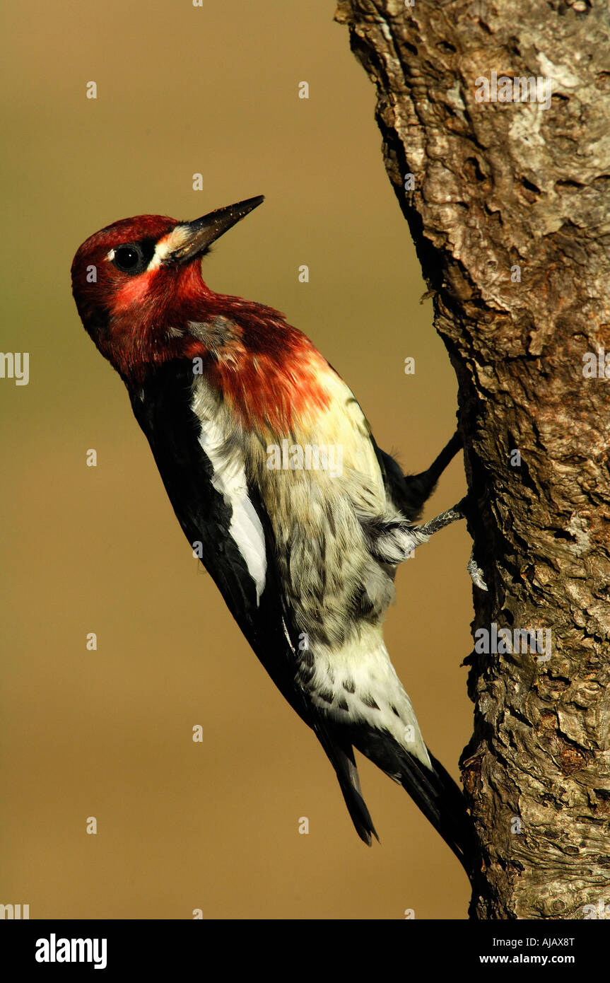 Red breasted woodpeckers hi-res stock photography and images - Alamy