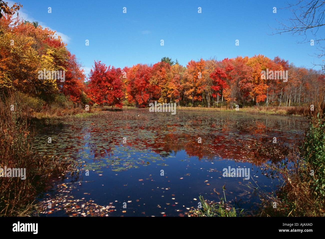 New England Fall Colours Stock Photo - Alamy