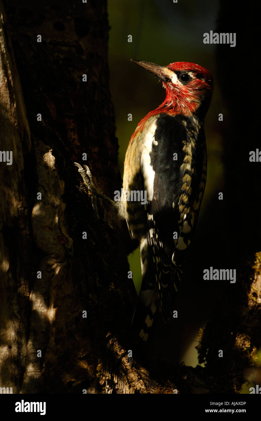 Red-breasted sapsucker (Sphyrapicus ruber Stock Photo - Alamy