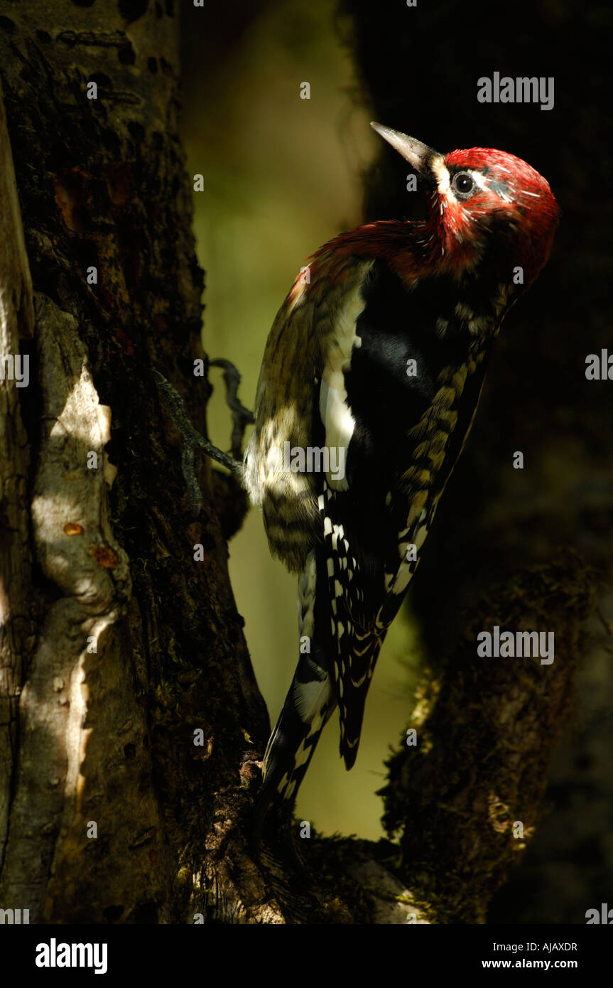 Red-breasted sapsucker (Sphyrapicus ruber Stock Photo - Alamy