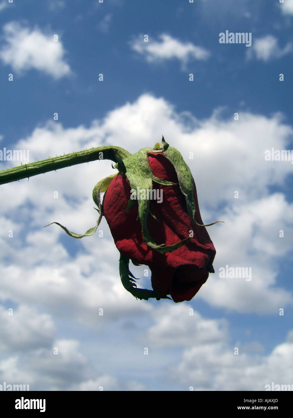 Close up wilting detail roses hi-res stock photography and images - Alamy