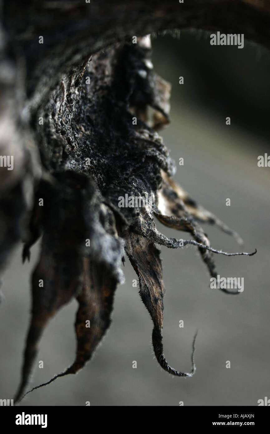 A dead and decaying sunflower macro Stock Photo - Alamy