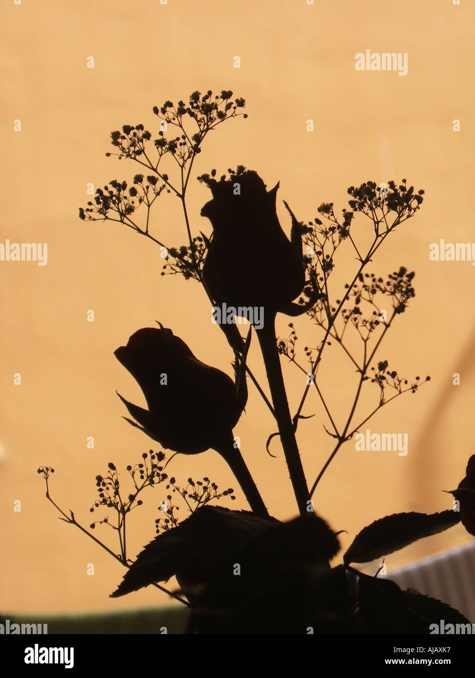 backlit silhouette roses in vase Stock Photo - Alamy
