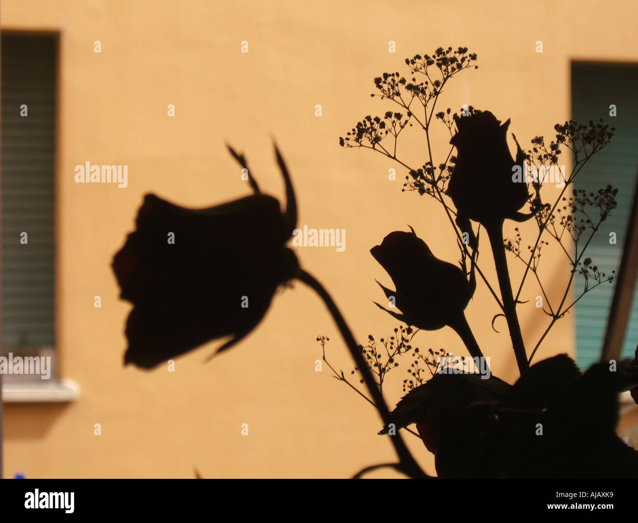 backlit silhouette roses in vase Stock Photo - Alamy