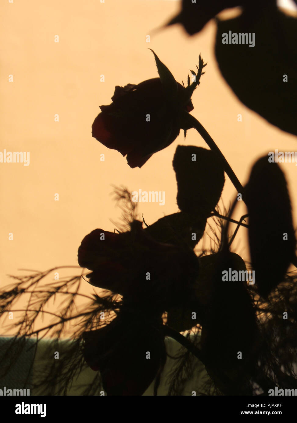 backlit silhouette roses in vase Stock Photo - Alamy