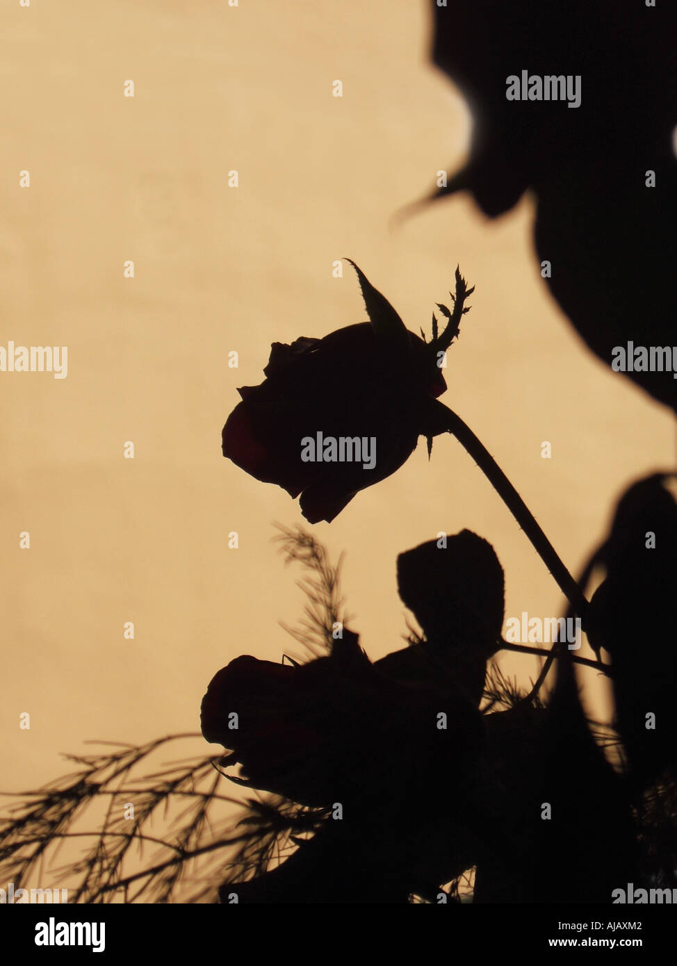 backlit silhouette roses in vase Stock Photo - Alamy