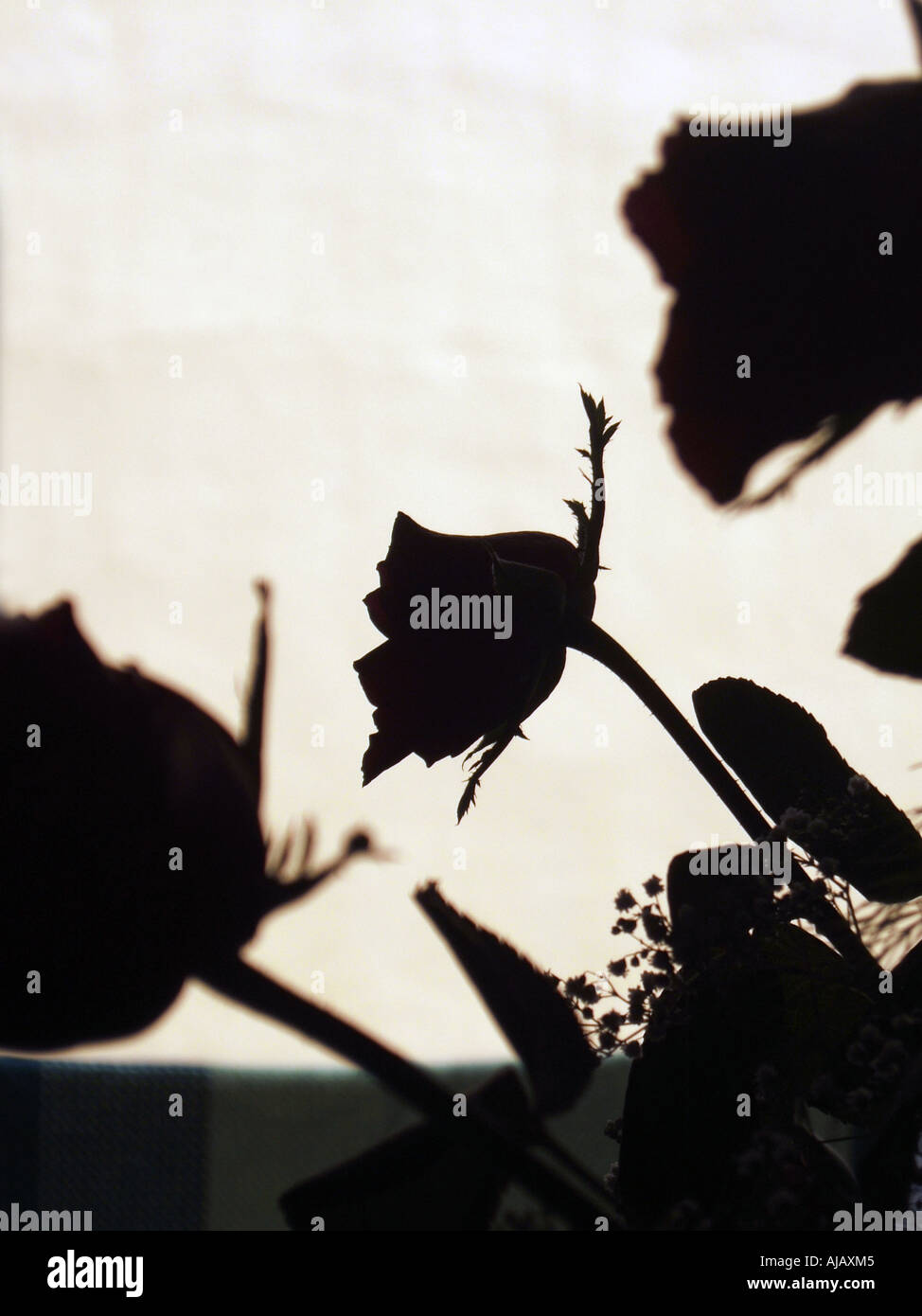 backlit silhouette roses in vase Stock Photo - Alamy