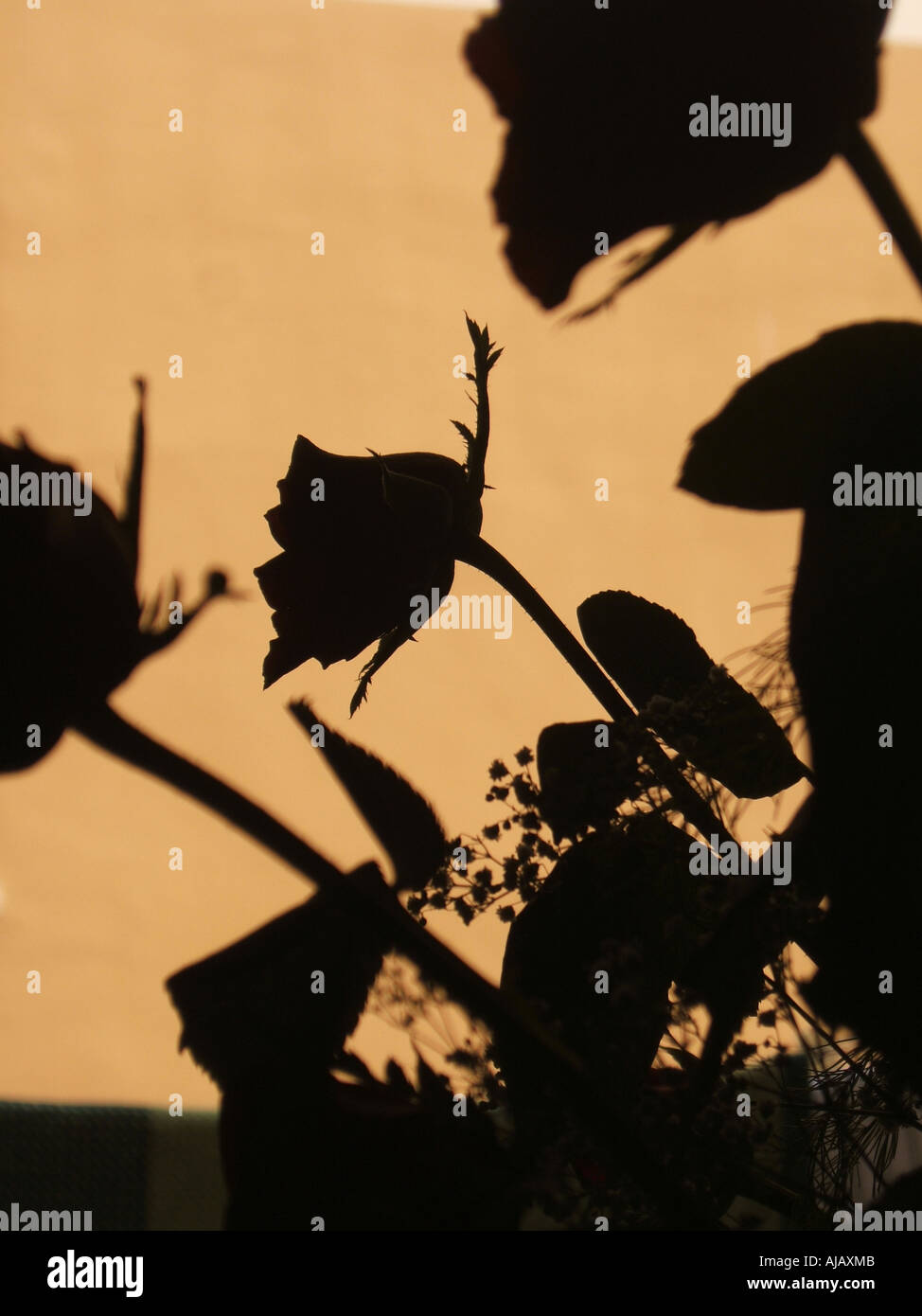 backlit silhouette roses in vase Stock Photo - Alamy