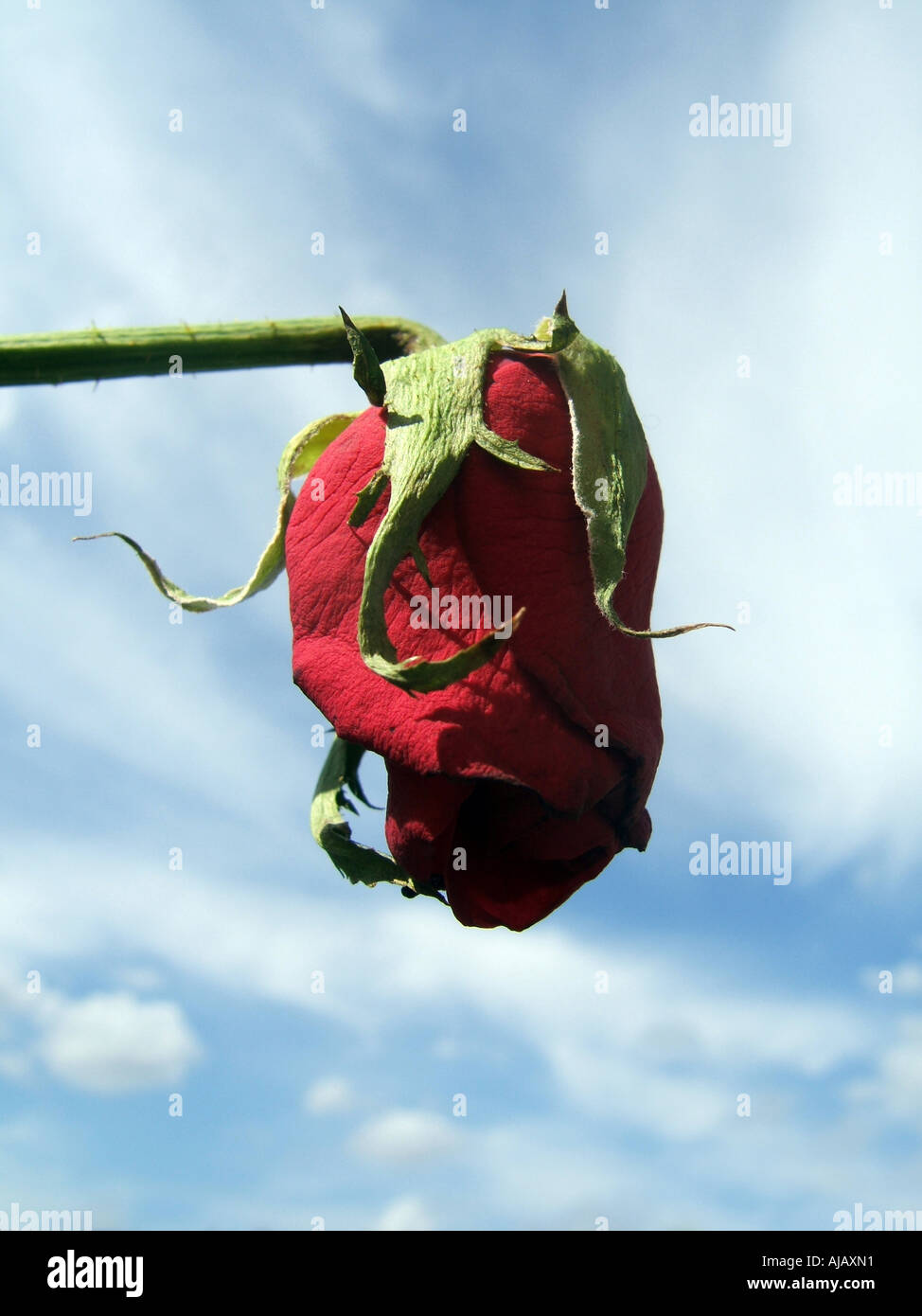 Close up wilting detail roses hi-res stock photography and images - Alamy