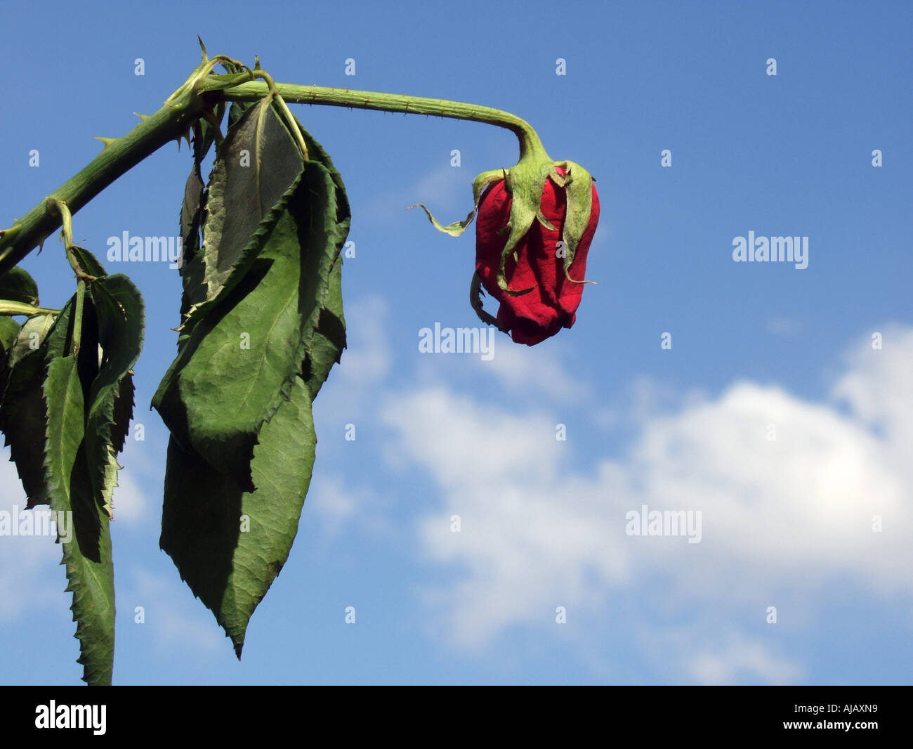 Close up wilting detail roses hi-res stock photography and images - Alamy