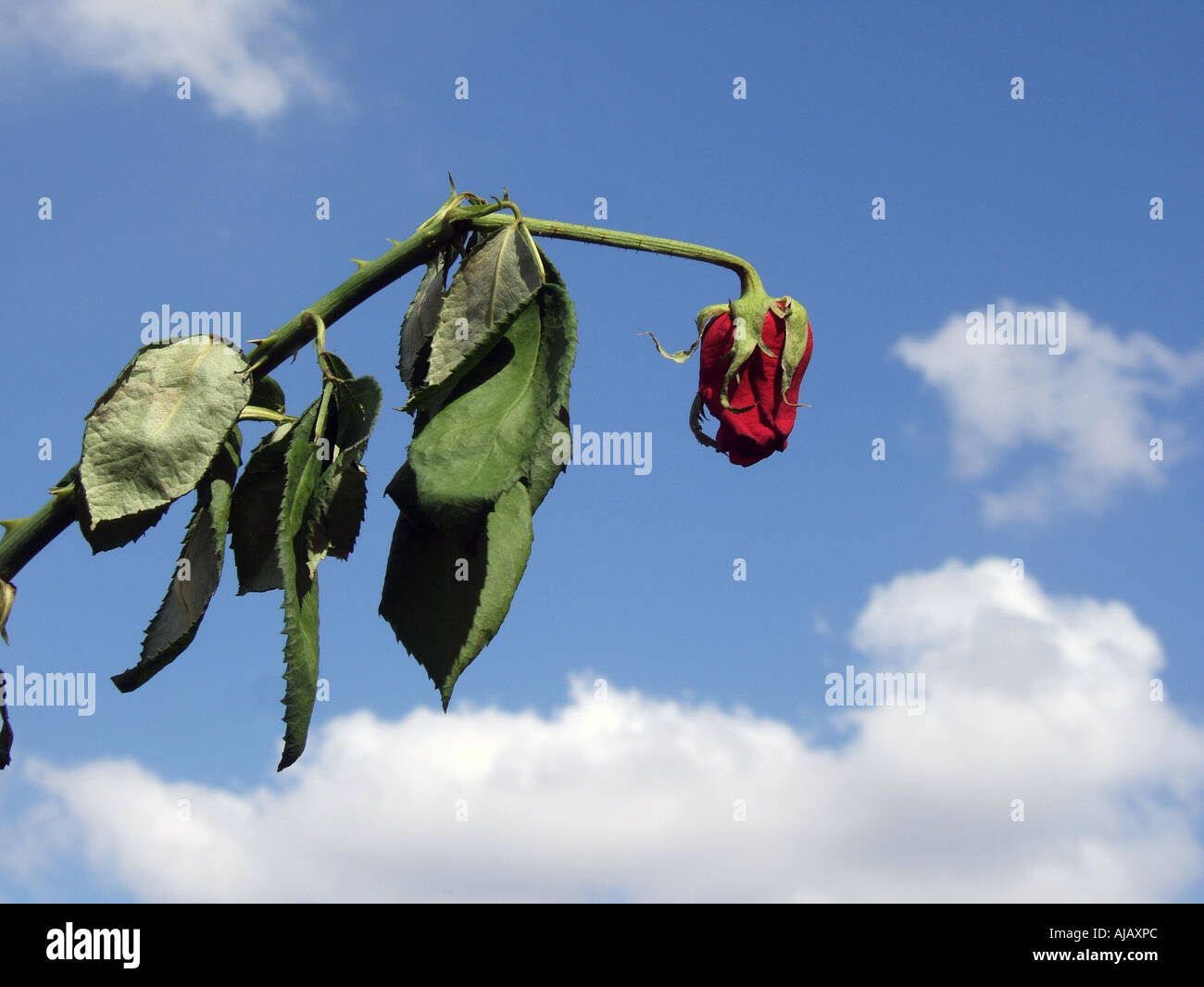 Close up wilting detail roses hi-res stock photography and images - Alamy