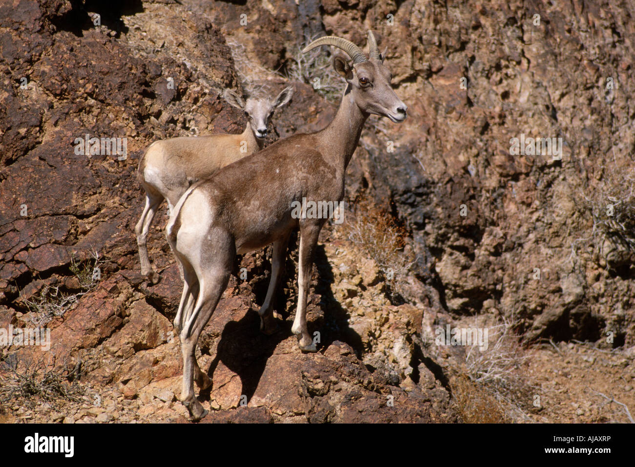 Desert bighorn sheep, ewe and lamb (Ovis canadensis nelsoni Stock Photo ...