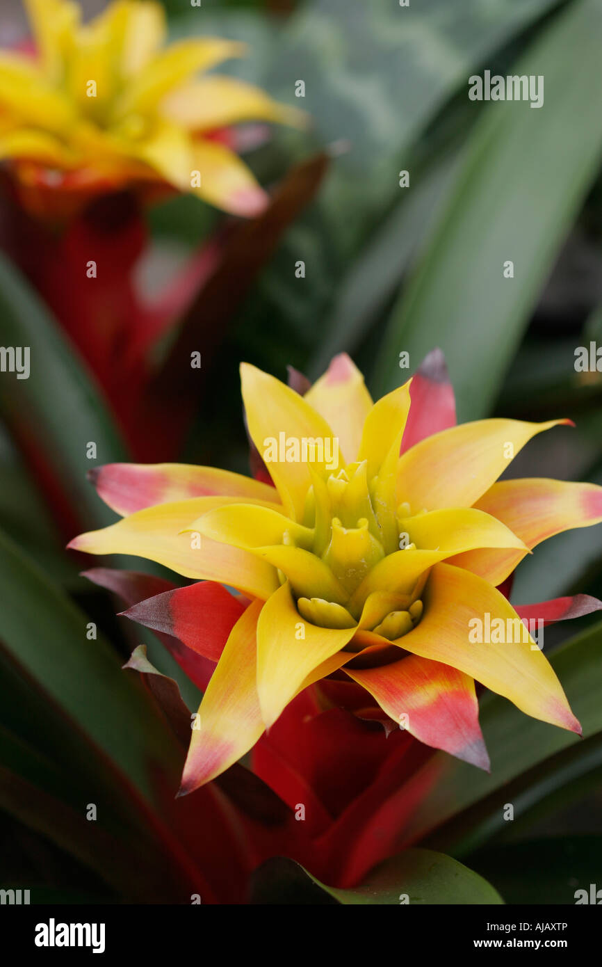 Funnel bromeliad hi-res stock photography and images - Alamy
