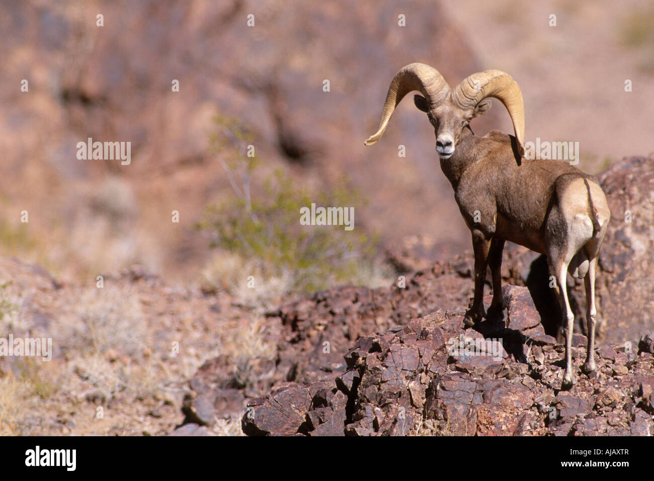 Desert bighorn sheep ram (Ovis canadensis nelsoni Stock Photo - Alamy