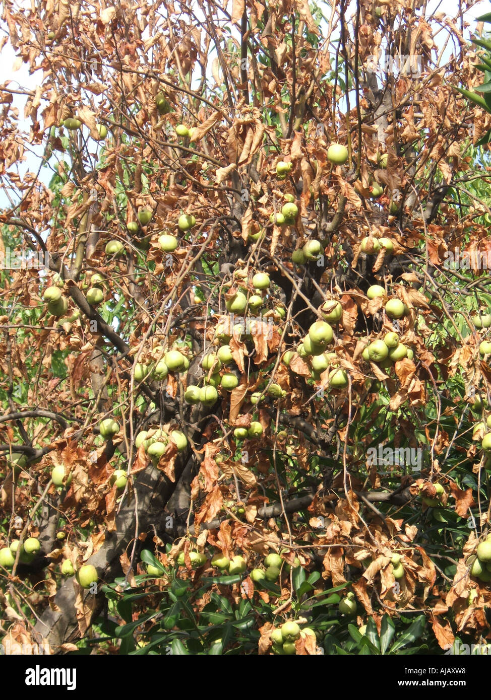 old apple tree Stock Photo - Alamy