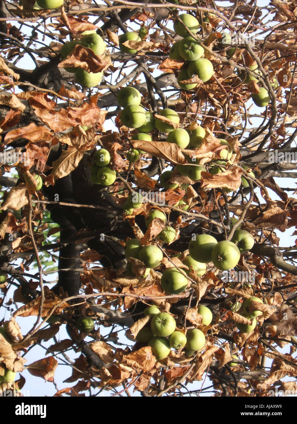old apple tree Stock Photo - Alamy