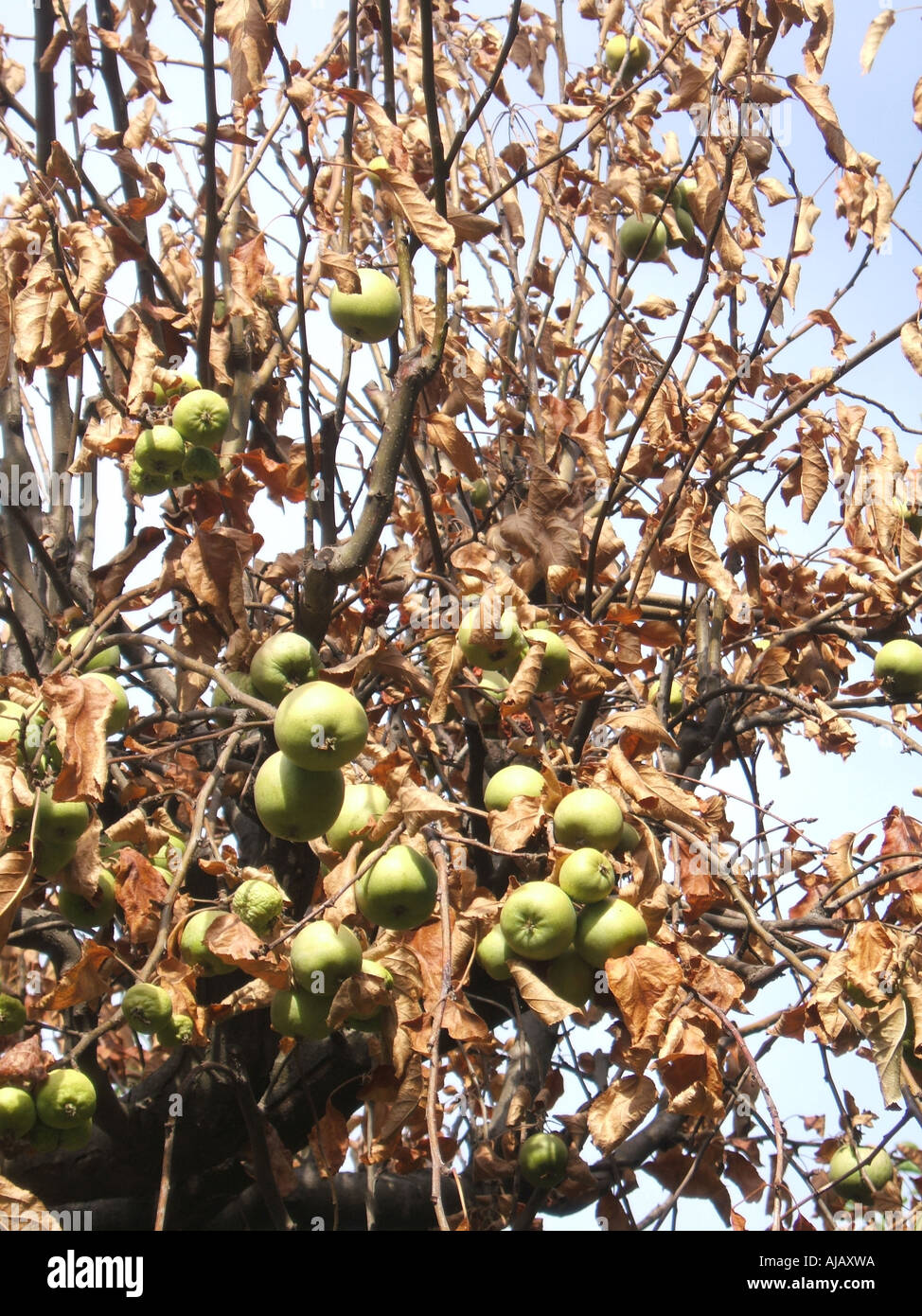 old apple tree Stock Photo - Alamy