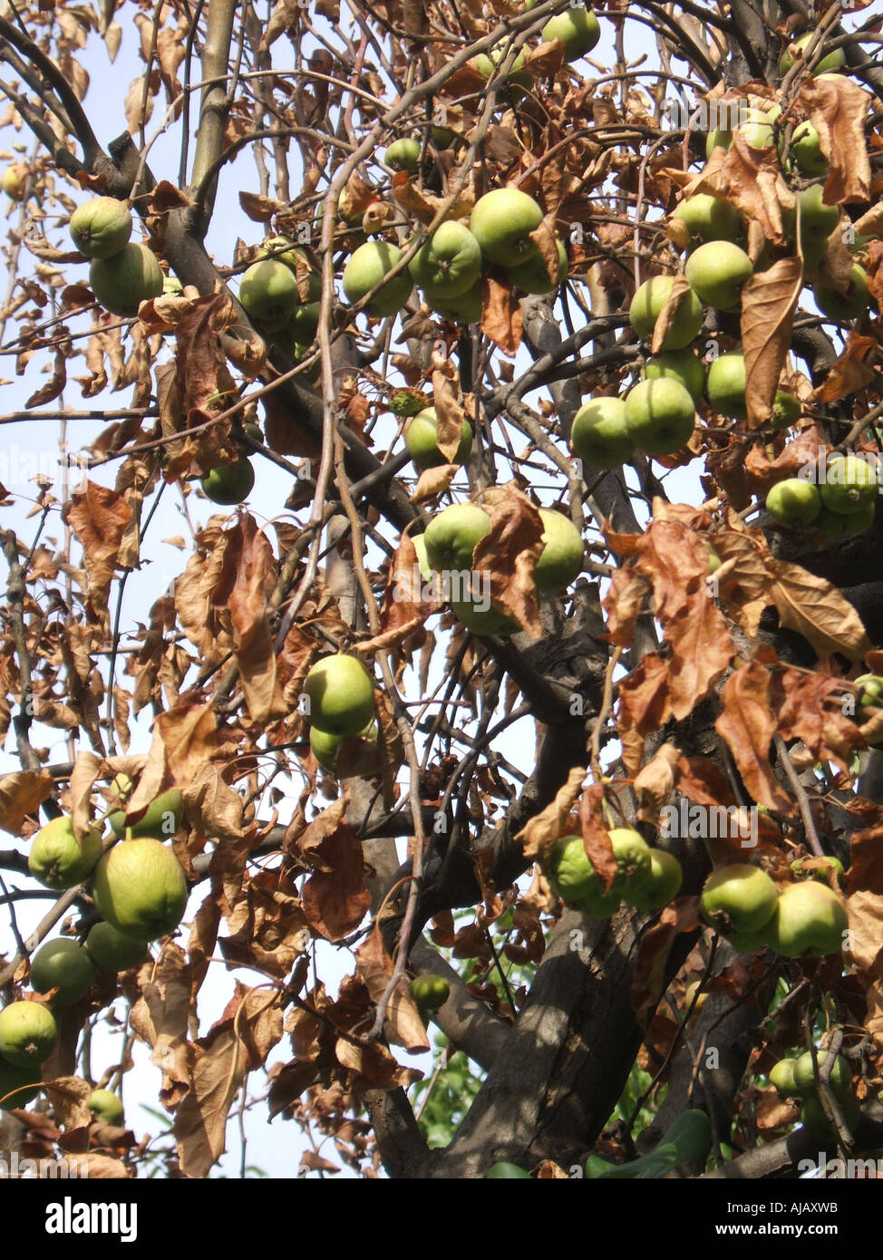Old apple orchard dying hi-res stock photography and images - Alamy