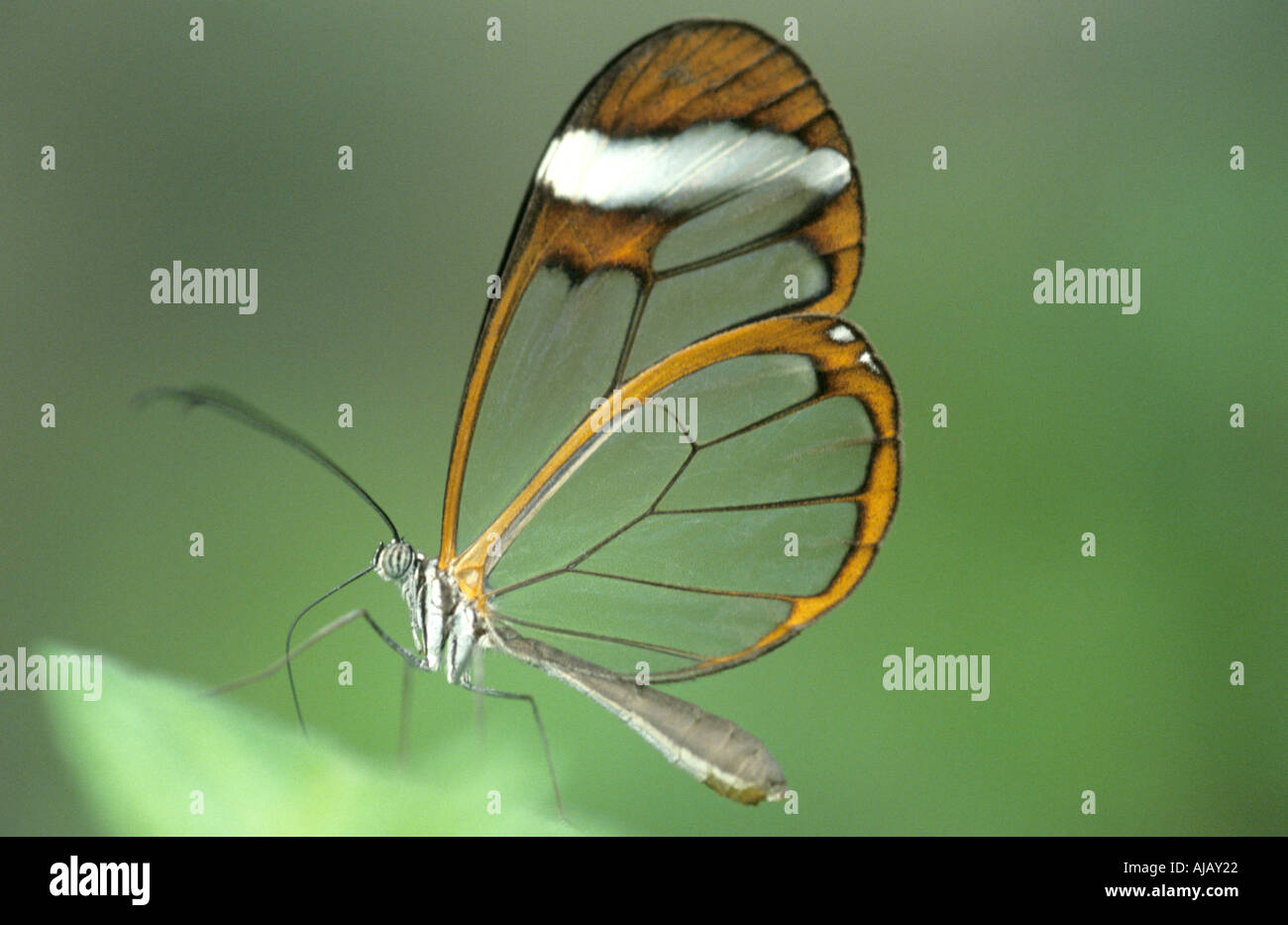 Glasswing Butterfly closeup Stock Photo - Alamy