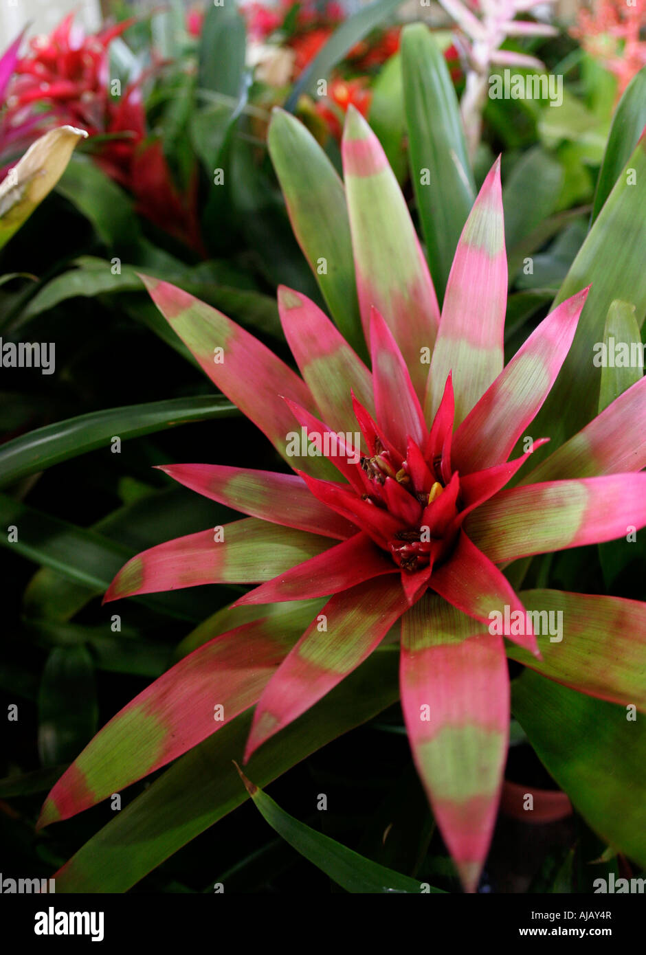 Bromeliad in Bloom Stock Photo - Alamy