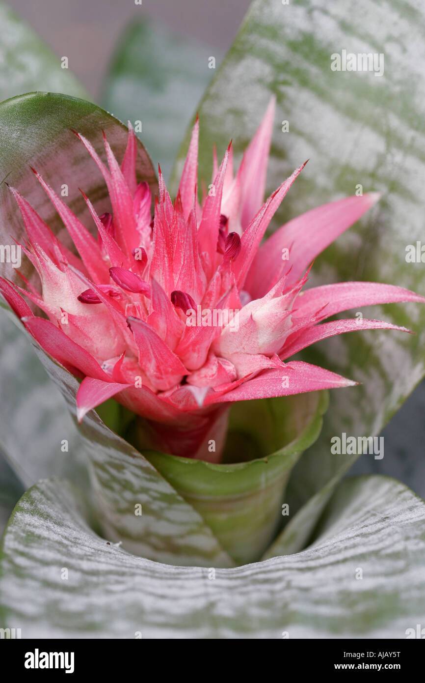 Bromeliad in Bloom Stock Photo - Alamy