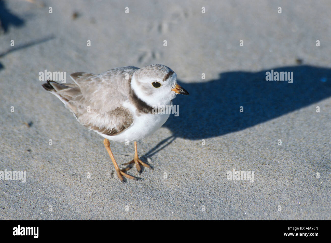 Piping plover (Charadrius melodus Stock Photo - Alamy