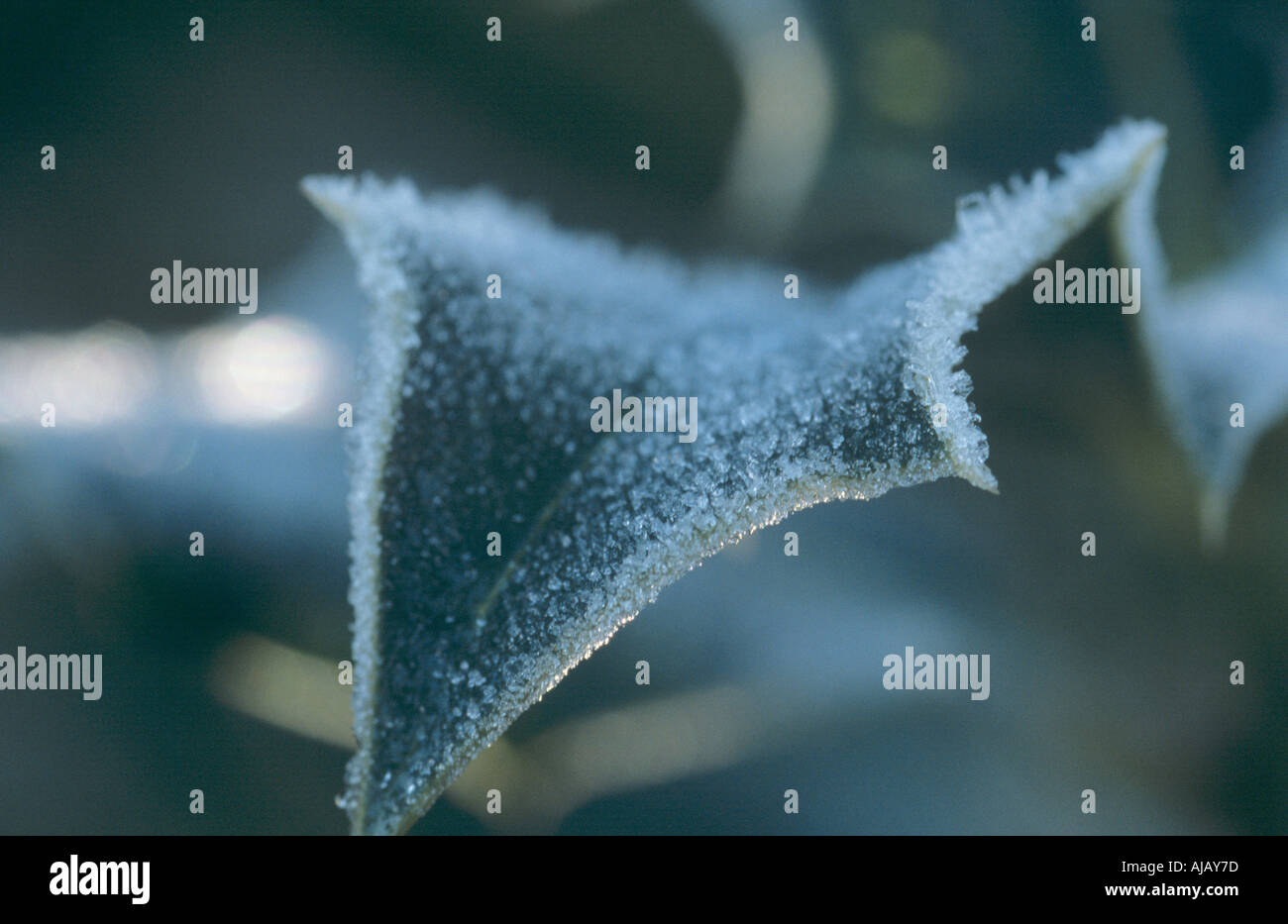 Frozen holly leaf Stock Photo - Alamy