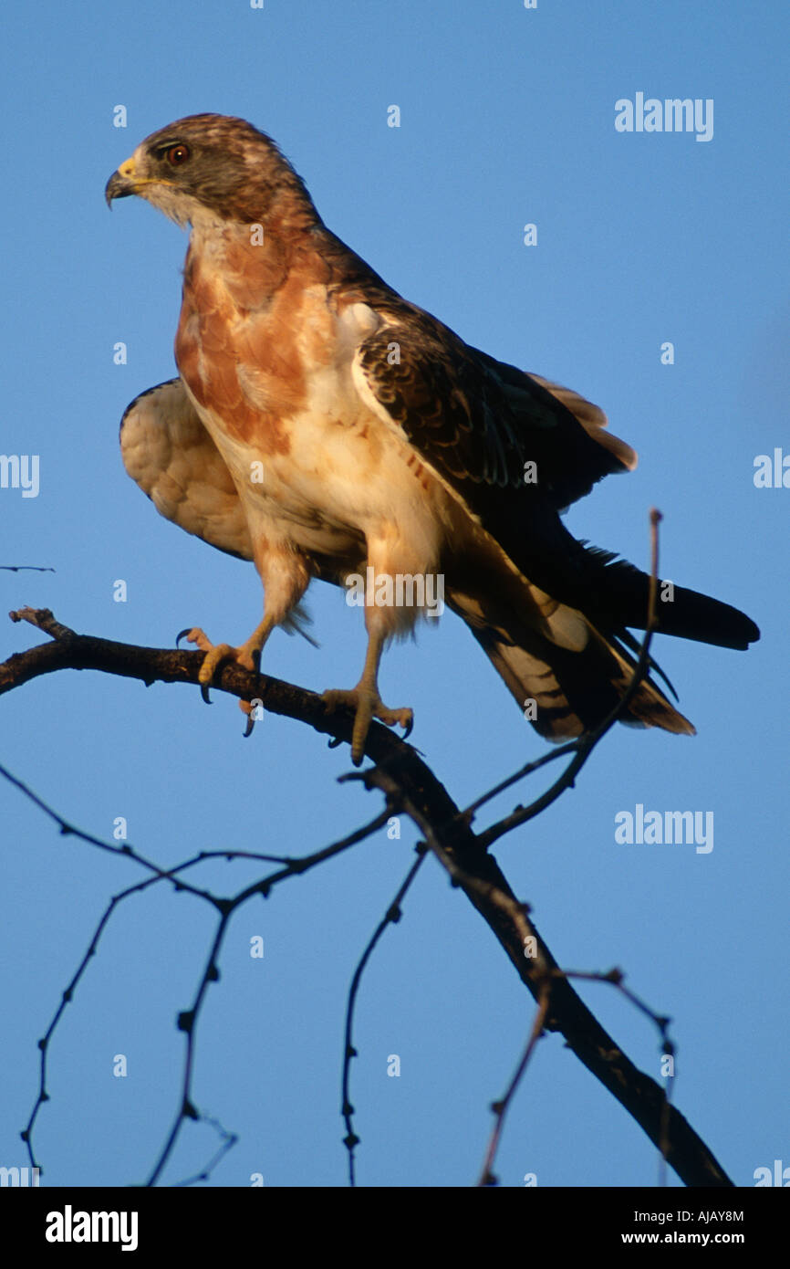 Swainson's hawk (Buteo swainsoni Stock Photo - Alamy
