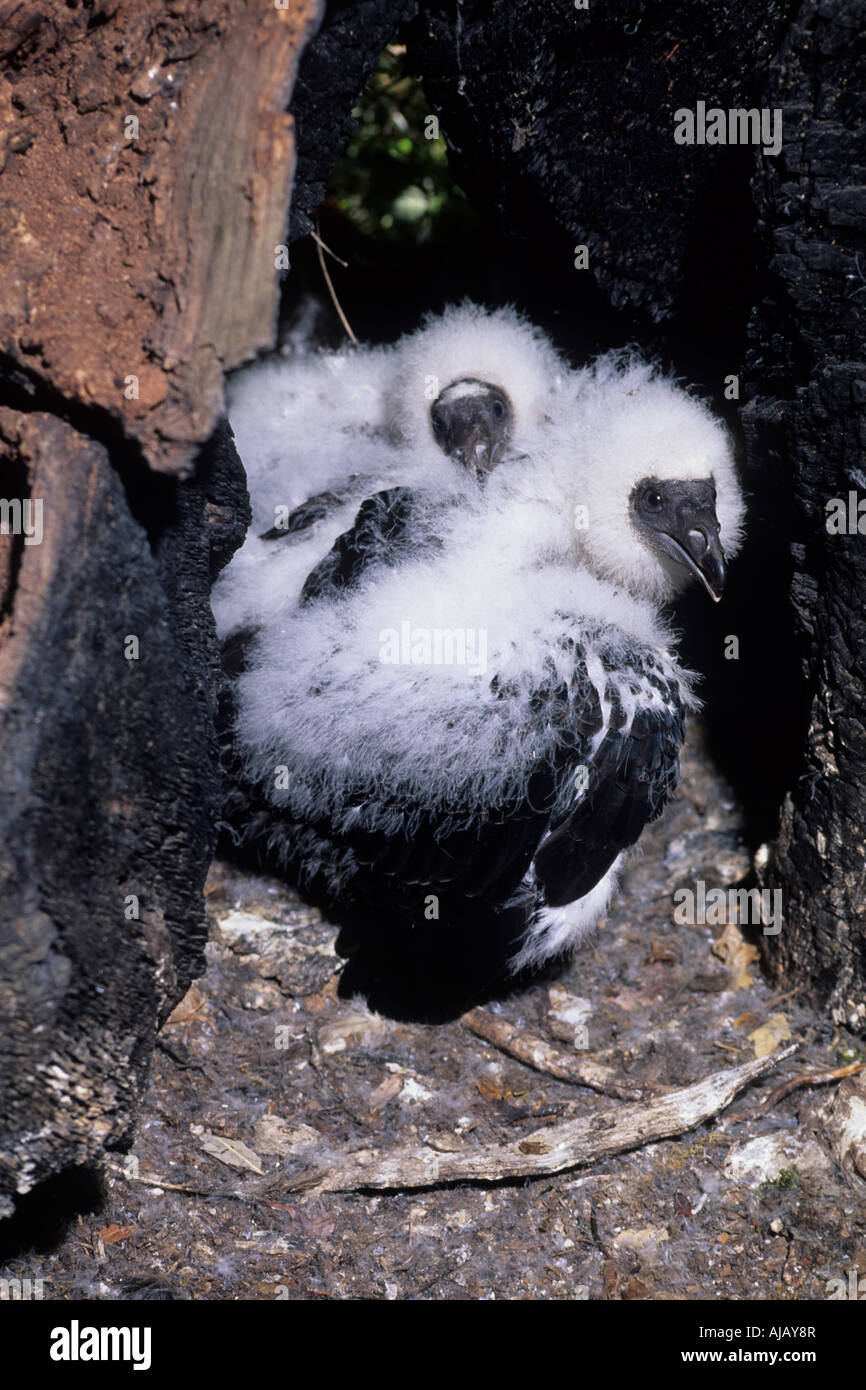 Young turkey vultures hi-res stock photography and images - Alamy