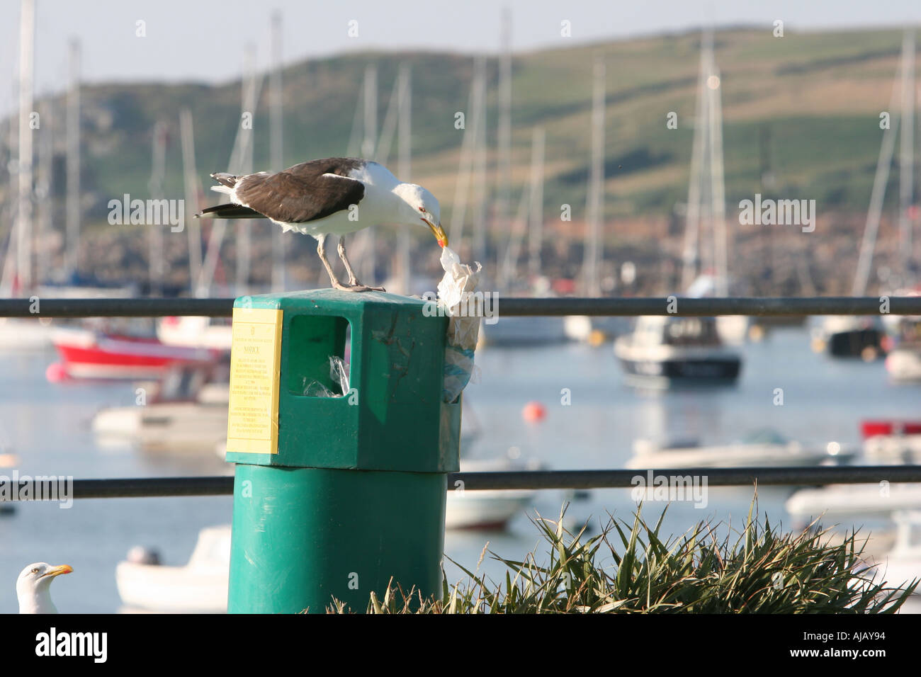seagull on bin Stock Photo - Alamy