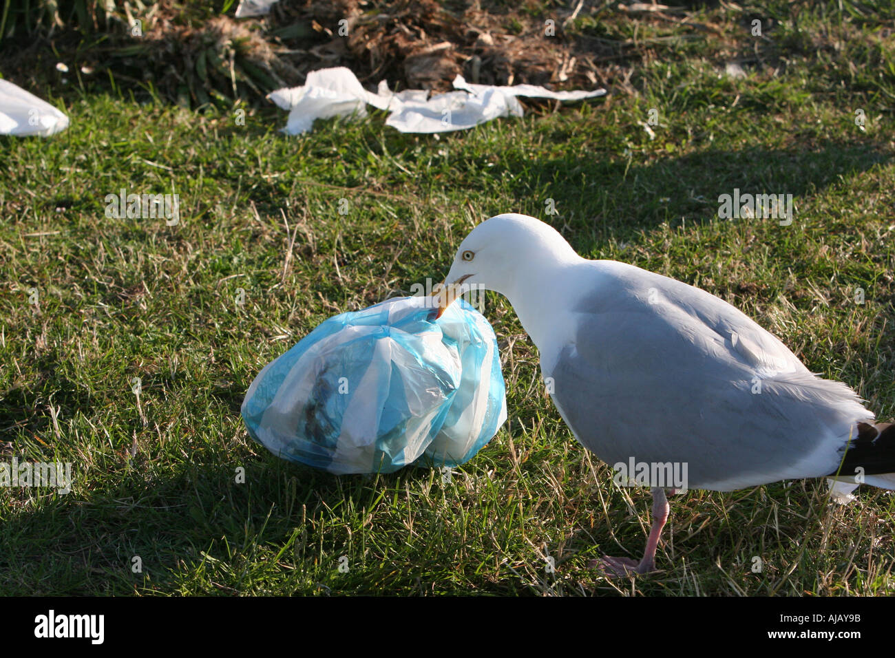 Gulls stealing fish and chips hi-res stock photography and images - Alamy