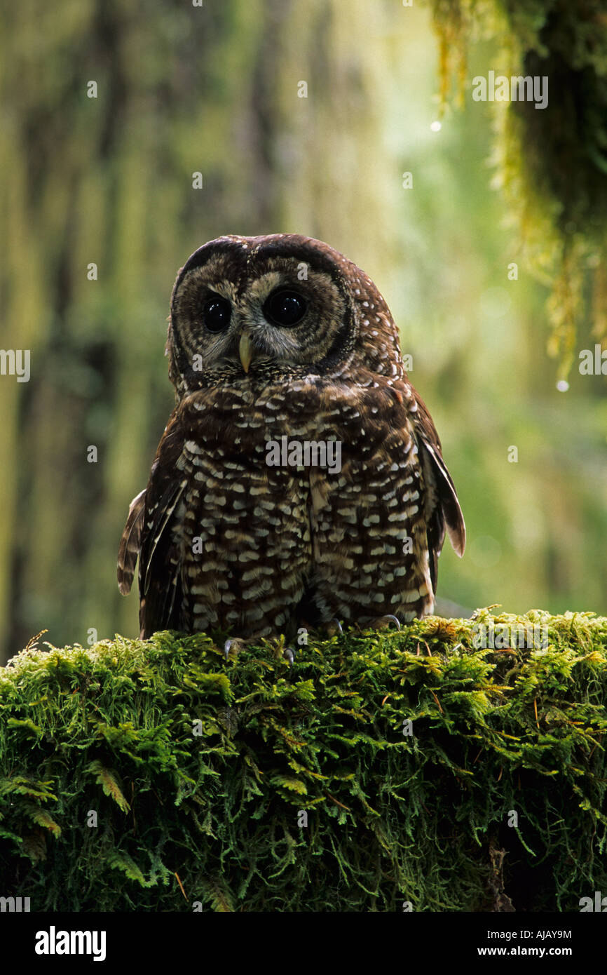 Northern spotted owl (Strix occidentalis caurina Stock Photo - Alamy