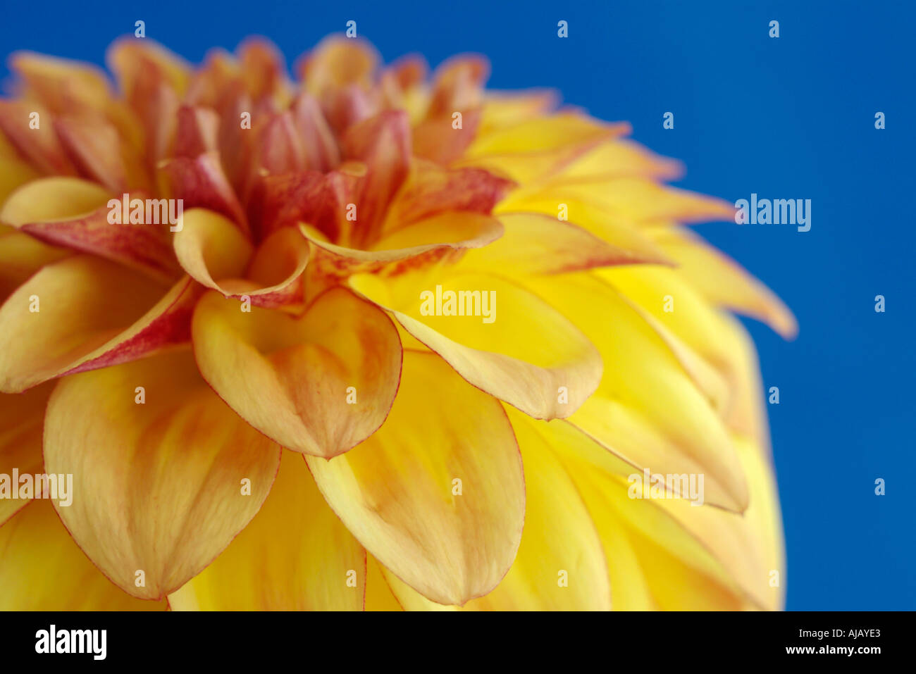 Tellow color hi-res stock photography and images - Alamy