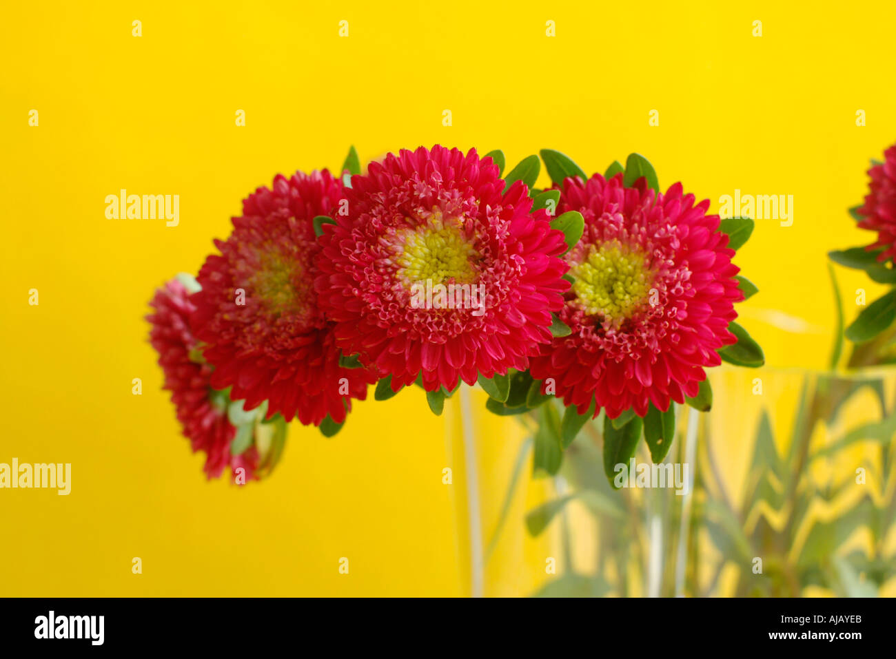 Red asters on yellow background Stock Photo - Alamy