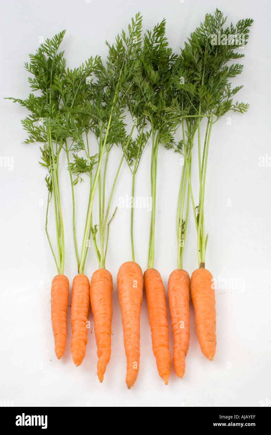 Green leafy carrot tops hi-res stock photography and images - Alamy