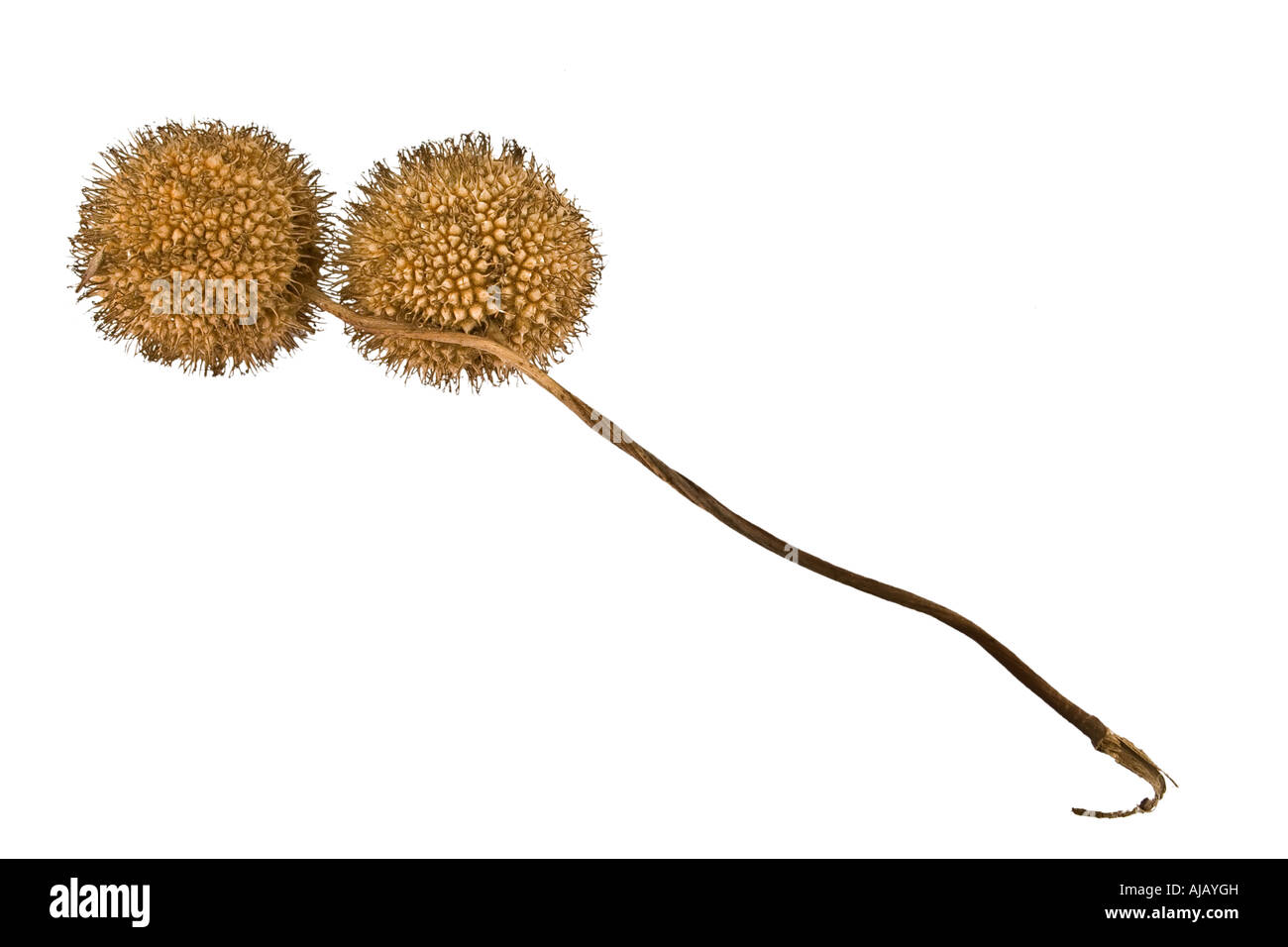 Dried Plane-tree seed balls in autumn Stock Photo - Alamy