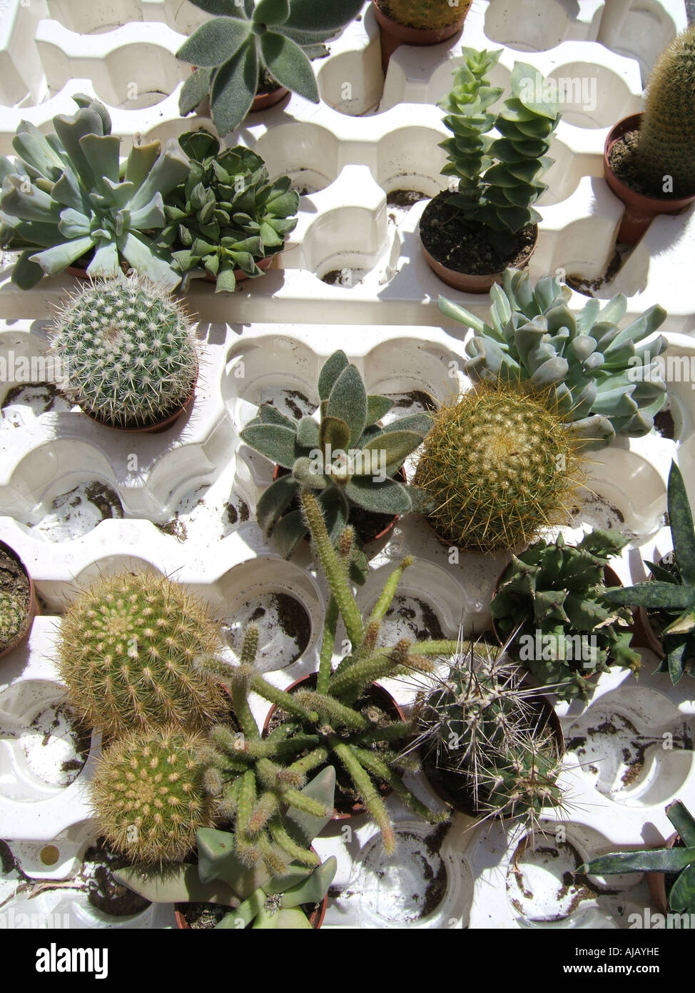 Cactus for sale garden centre hi-res stock photography and images - Alamy