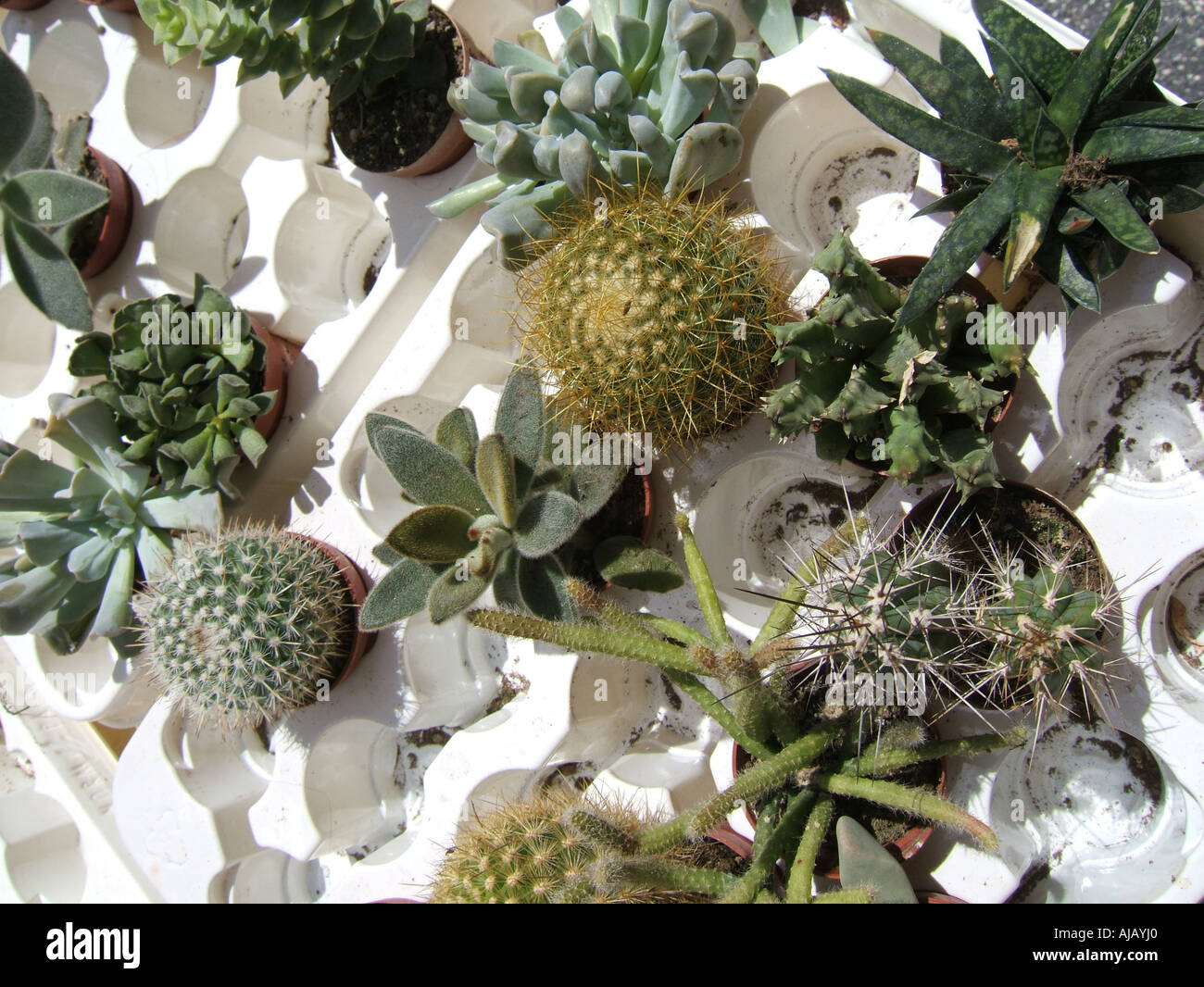 Cactus for sale garden centre hi-res stock photography and images - Alamy