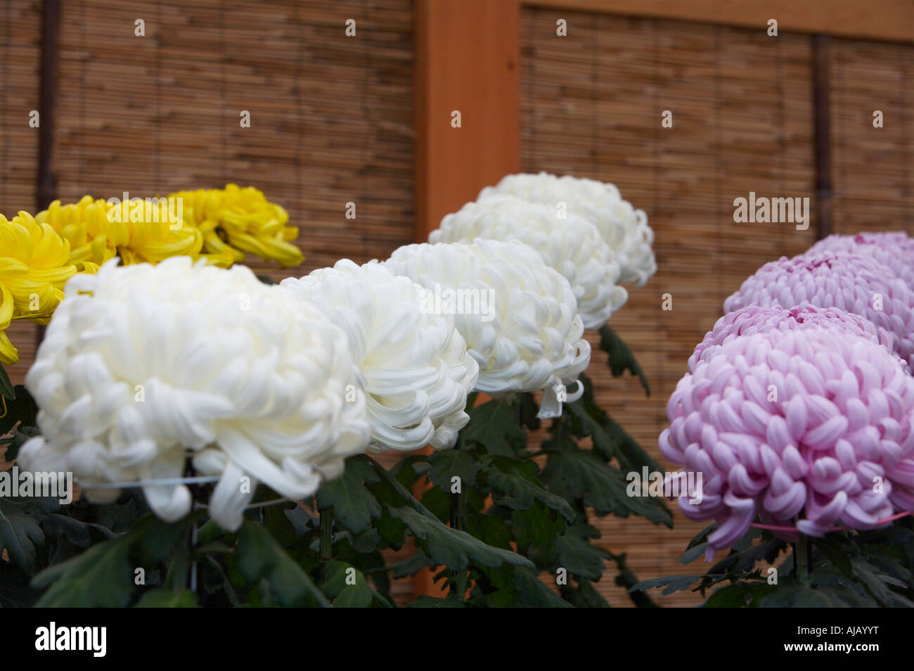 Ogiku flower installation New York Botanical garden Stock Photo - Alamy