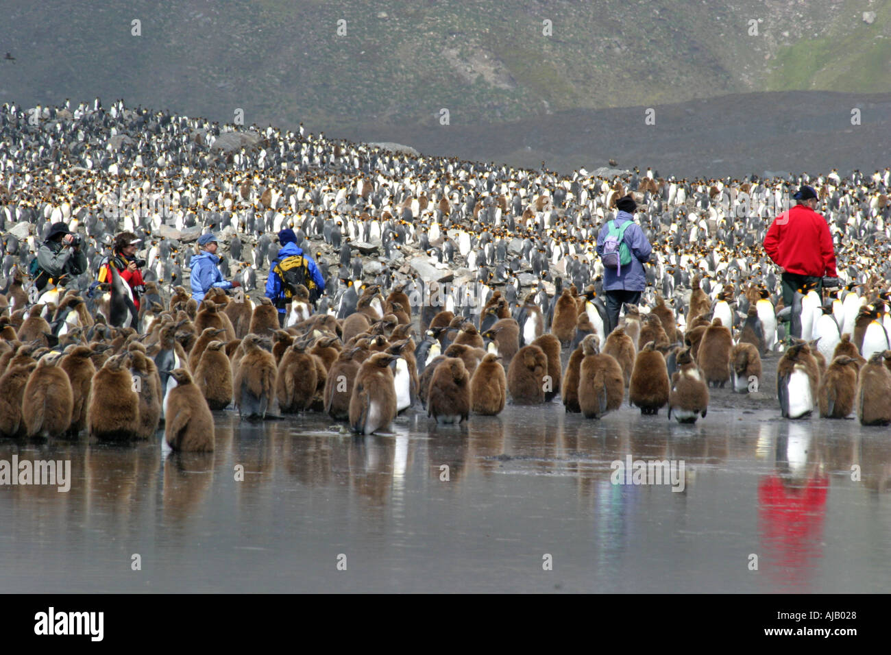 tourists with King Penguins at St Andrews Bay Rookery South Georgia the ...