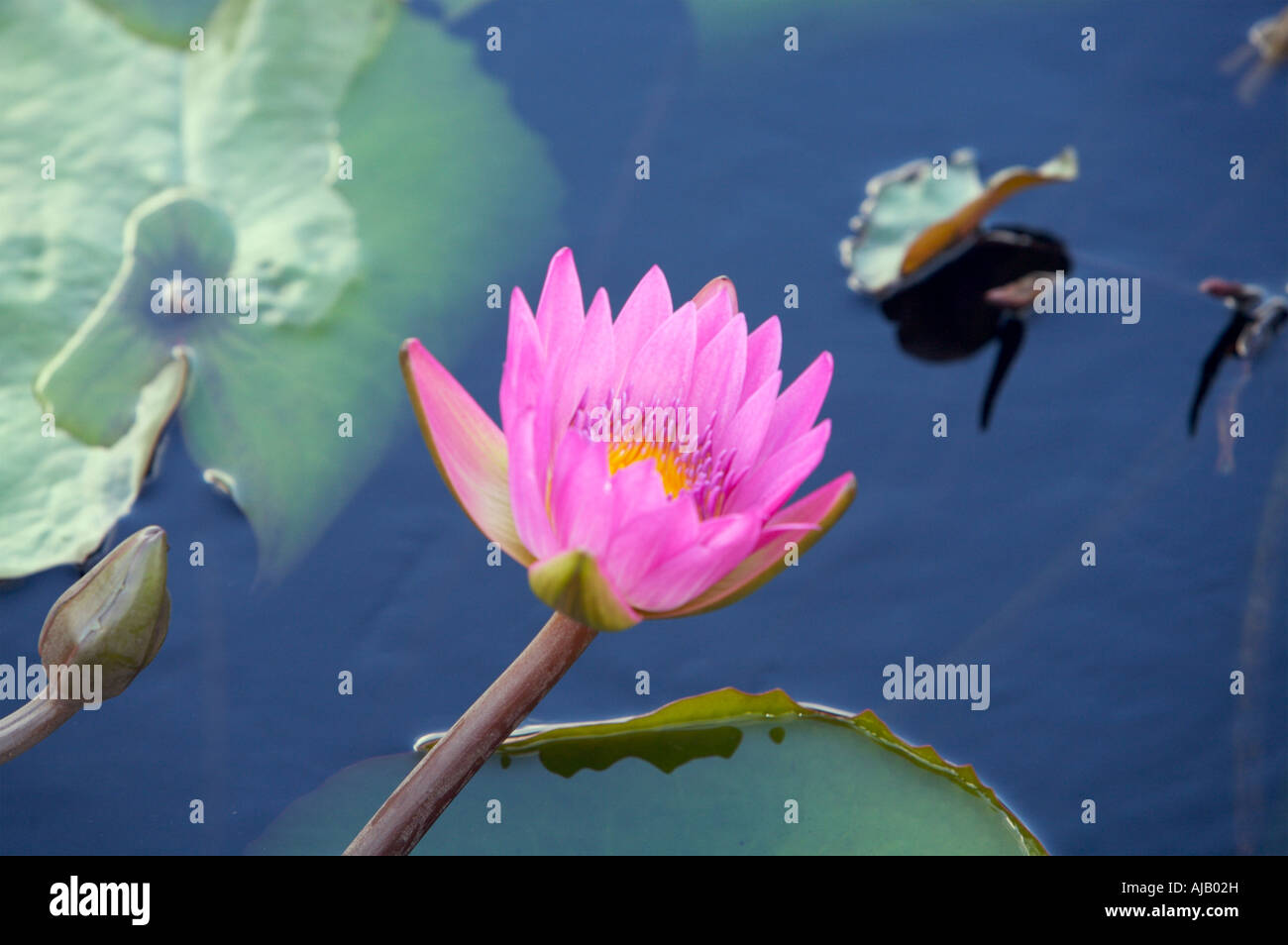 Nymphaea Ruby tropical waterlily New York botanical garden Stock Photo ...