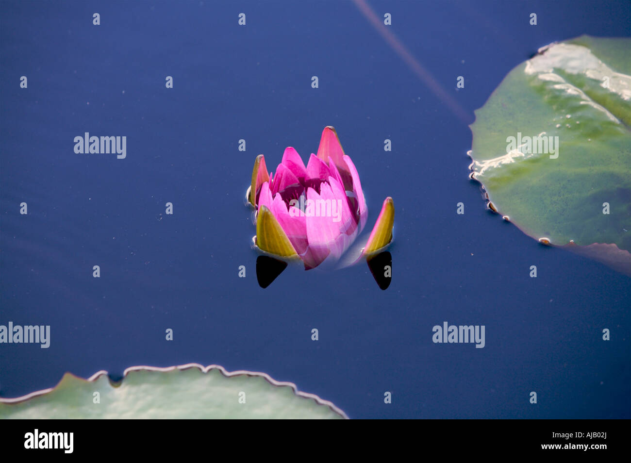 Nymphaea Ruby tropical waterlily New York botanical garden Stock Photo ...
