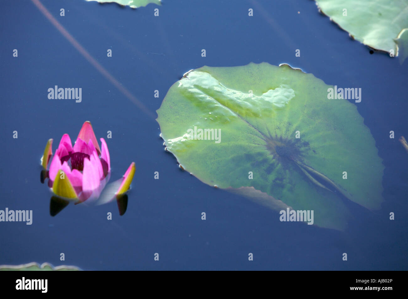Nymphaea Ruby tropical waterlily New York botanical garden Stock Photo ...