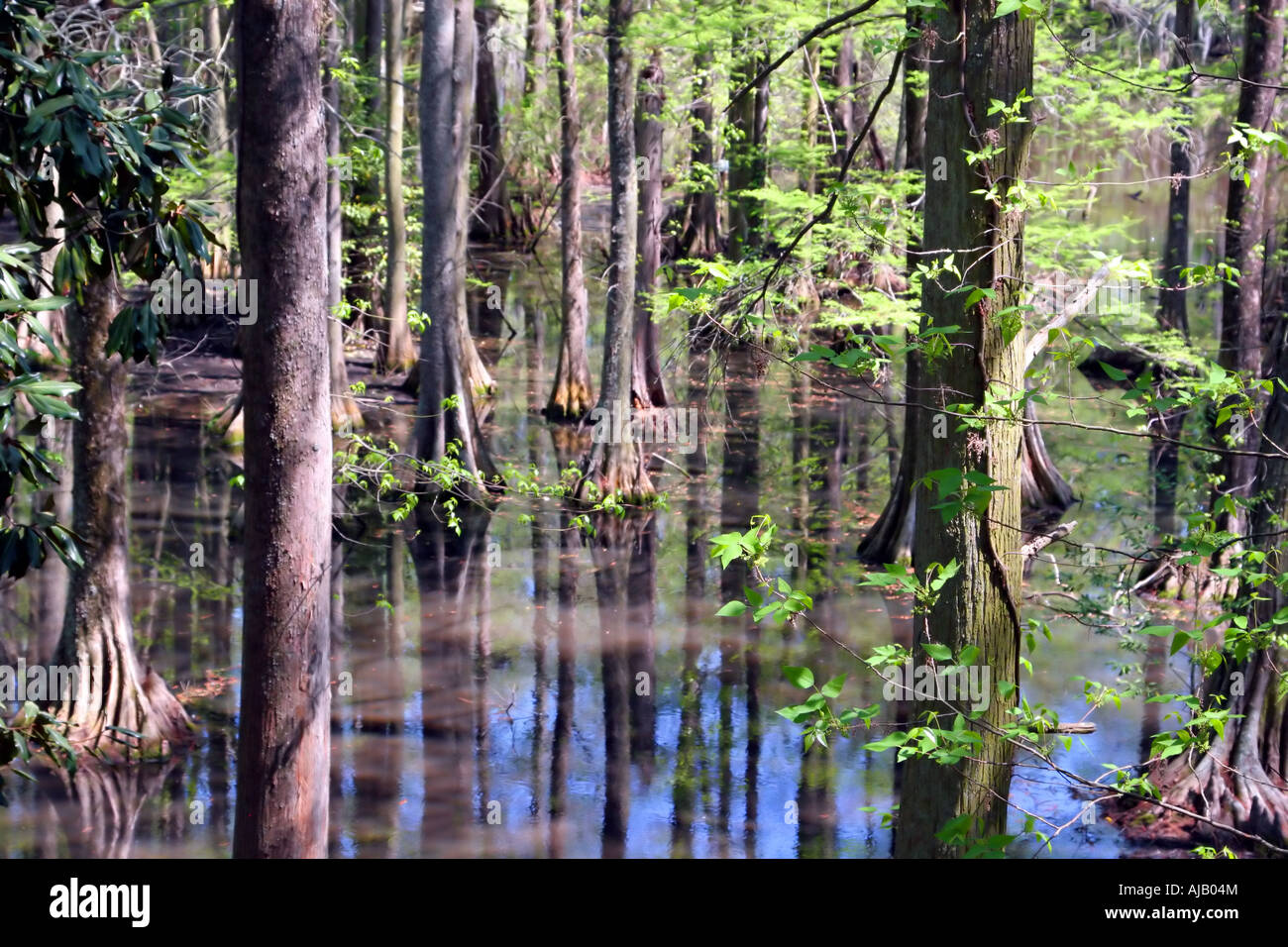 cypress swamp florida everglades Stock Photo - Alamy