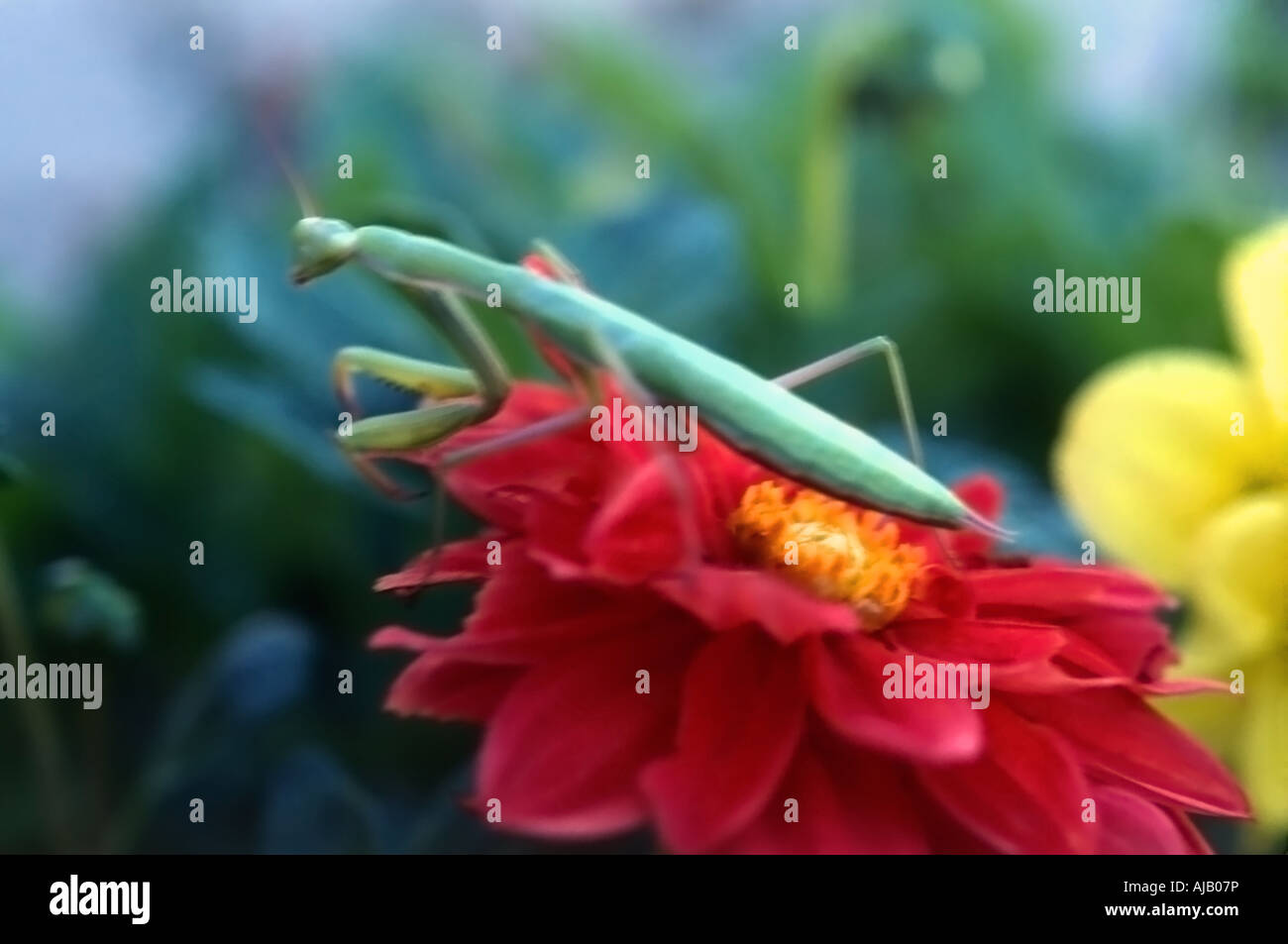 This praying mantis really seemed to like our front yard flower garden ...