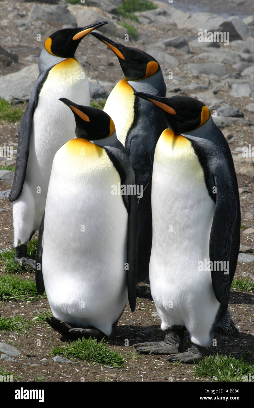 King Penguins at St Andrews Bay South Georgia the world s largest ...